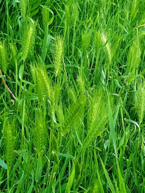 The Cool Looking Grass Stock Image Image Of Green Cool 150719035