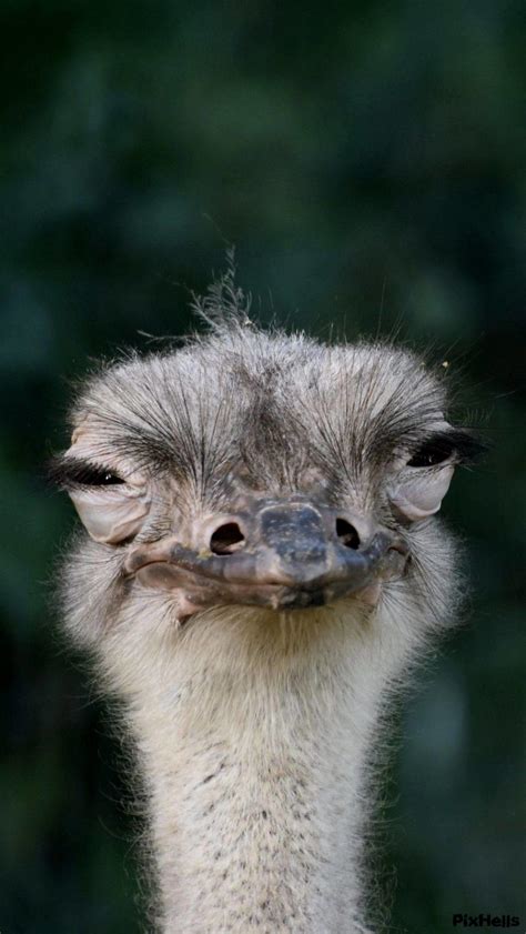 Funny Ostrich Wallpapers Top Free Funny Ostrich Backgrounds