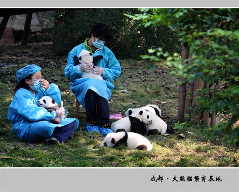 成都大熊猫繁育基地摄影图片四川 成都纪实摄影 太平洋电脑网摄影部落