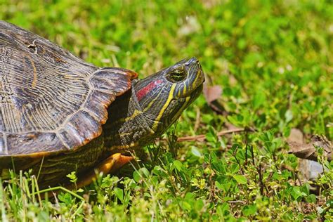Red Eared Slider The Remarkable Journey Of A Turtle Steve Creek