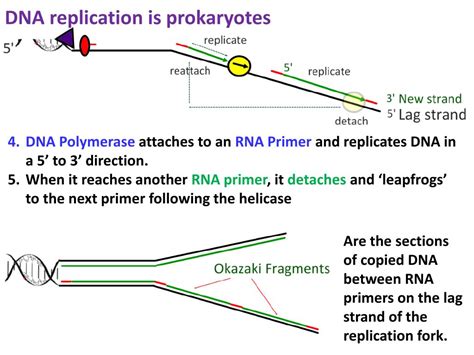 Importance Of Rna Primer In Dna Replication At Sara Miller Blog