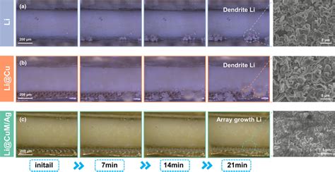 In Situ Observation And Sem Test Results Of Lithium Dendrite Growth Of Download Scientific