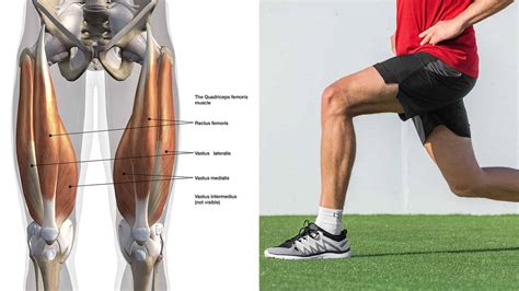 10 Quadriceps Exercises That Build Muscle Fast Without Using The Gym