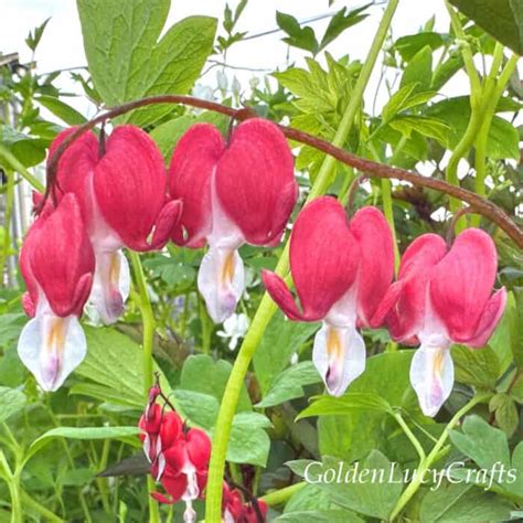 Bleeding Heart Applique Free Crochet Pattern Goldenlucycrafts