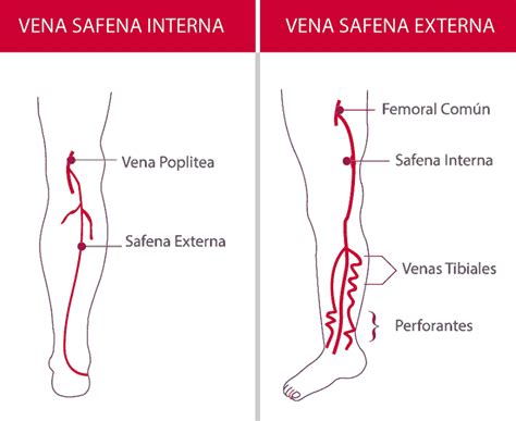 Las Venas De Los Miembros Inferiores Instituto Vascular Salarich