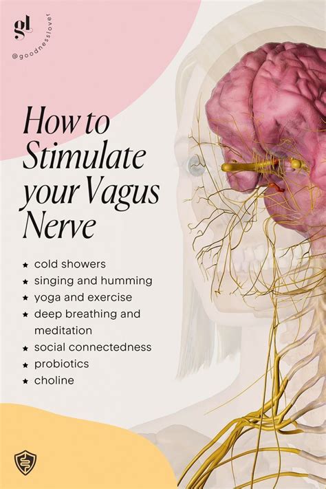 Parasympathetic Nervous System Overview Functions Artofit