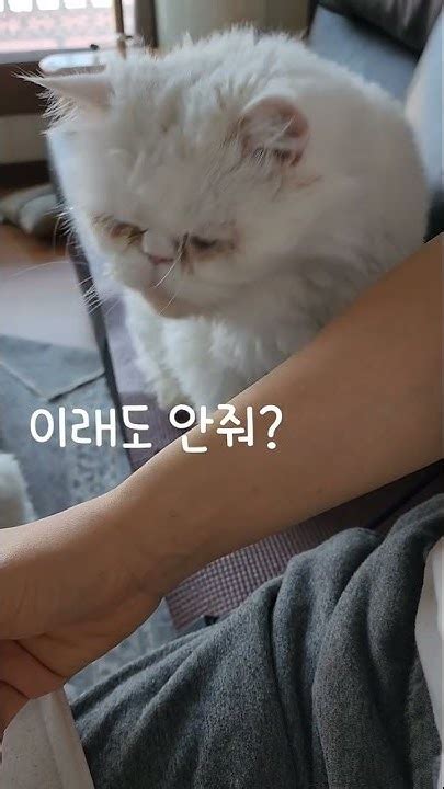 어떻게든 먹어 보겠다고 필살기 애교부리는 귀염폭발 고양이 둥이 Youtube