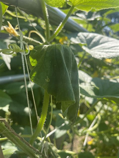 Odd Cucumber Issue Rgardening