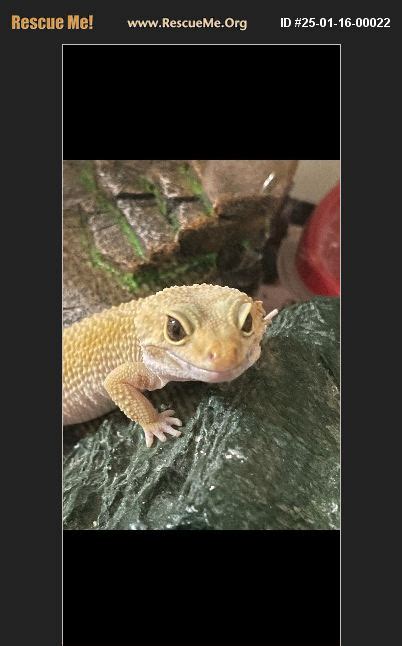 Adopt 25011600022 ~ Reptile Amphibian Rescue ~ Mineola Ny