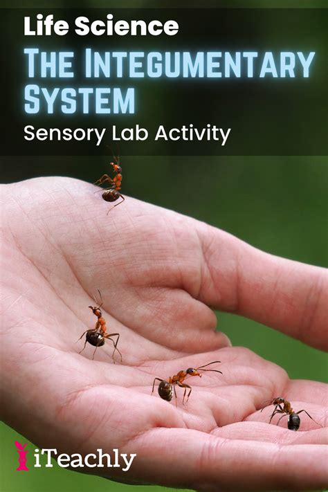 The Integumentary System Worksheet Sensory Lab ITeachly Com