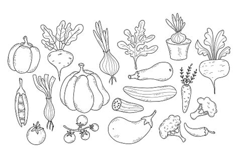 제철 야채 수집 호박 가지 콜리플라워 양파 완두콩 토마토 비트 후추 등 분리된 벡터 선형 손으로 그린 낙서 신선한 천연 에코 제품 디자인을위한 음식 가지 채소에 대한 스톡