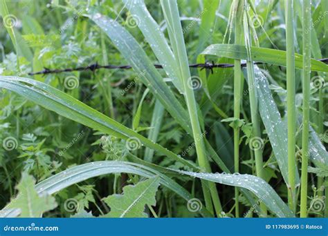 Foliage Photo Detail Stock Image Image Of Pattern Background 117983695