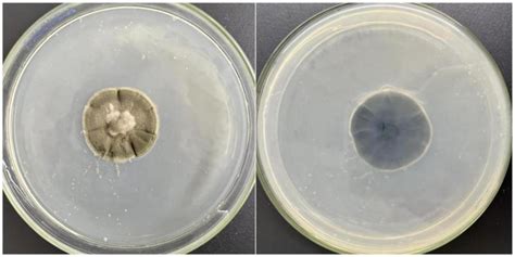 一种红色枝孢菌ynf2qt发酵提取物及其应用的制作方法 一种红色枝孢菌ynf2qt发酵提取物及其应用的制作方法