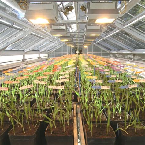 Pot Experiment In Greenhouse 10 Days After Sowing Download