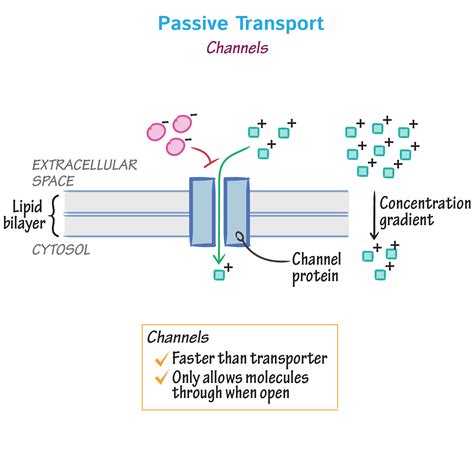 What Is Passive Transport Examples At Carla Apgar Blog