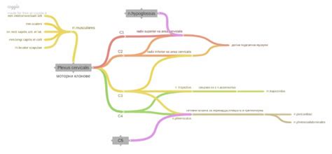 Plexus Cervicalis Motorni Pdf