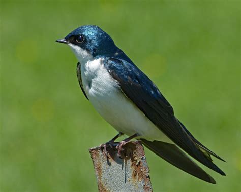 Male Tree Swallow FeederWatch