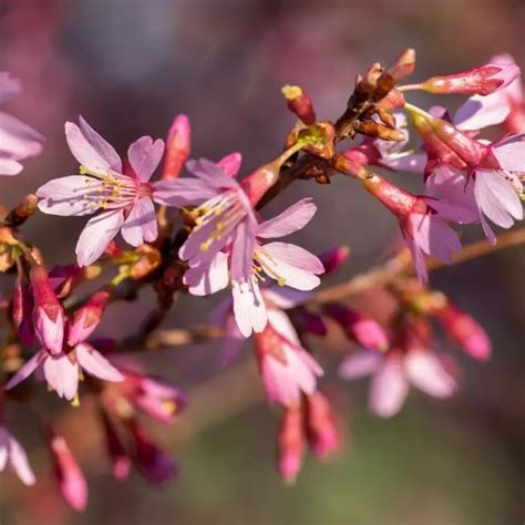 20 Japanese Cherry Trees Double Trees Cherry Trees Cherry Trees Cherry Trees Plants Great