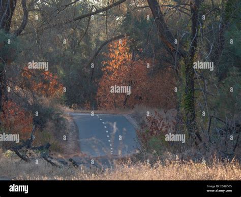 Jedediah Smith Memorial Trail In Autumn With Fall Colors The Paved Bike