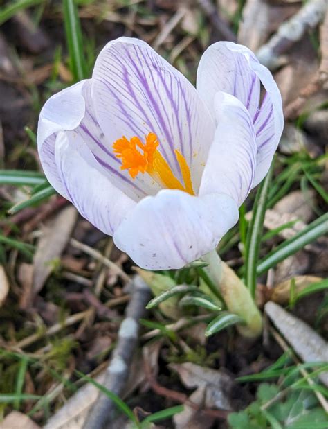 A Single Crocus By Greyam On Deviantart