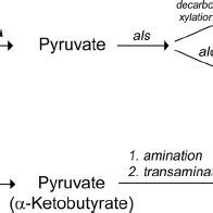 Schematic Illustration Of Pepe1745 Showing The Mutation Sites Found In