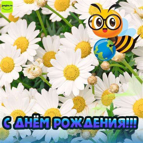 Открытки с Днём Рождения с ромашками: 50 красивых картинок