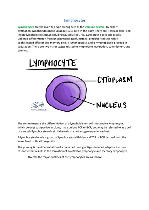 Lymphocytes Lymphocytes Lymphocytes Are The Main Cell Type Among