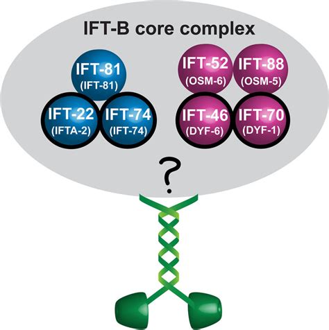 Overview Of Recombinant Constructs And Their Proposed Assembly In