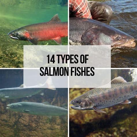 14 Different Types Of Salmon And Their Nutritional Benefits