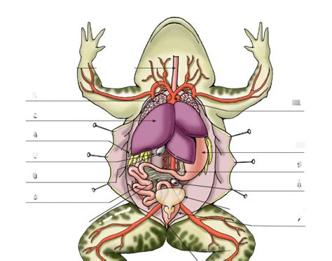 Frog Anatomy Diagram Quizlet
