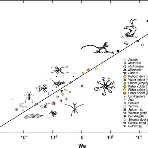 Meniscus Climbing Insects Generate Lateral Forces By Deflecting The Download Scientific Diagram