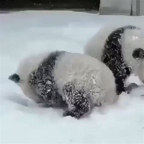 Mina Akter On Linkedin Pandas Are Cute Theyre Cuddly But Theyre