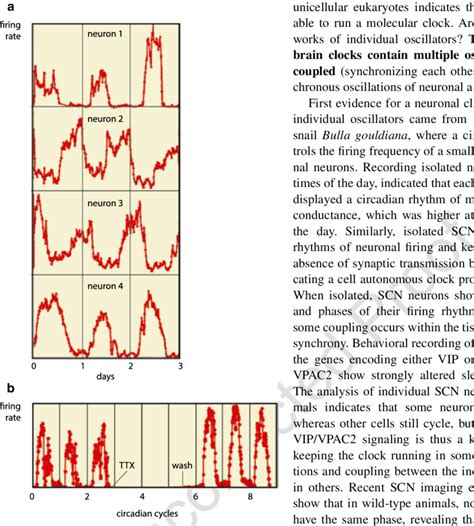 10 The Scn Is Made Of Coupled Individual Circadian Oscillators A Download Scientific Diagram