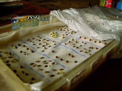 Как проращивать семена Огород Семена Сад для фей