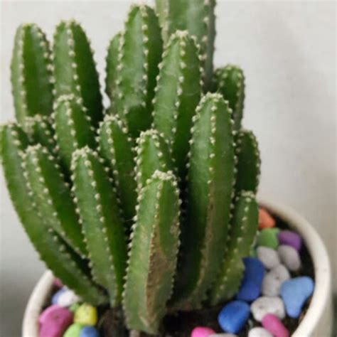 Stream U Ni Ni Khin Zaw U Albummp3 By Kyaw Ye Oo Listen Online