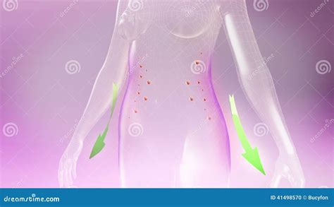 Body Animation Stock Footage Videos Stock Videos