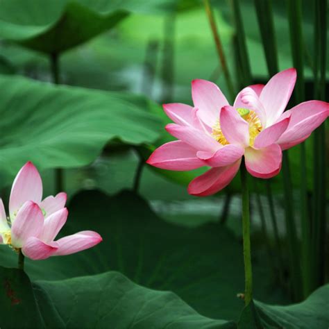 Амин тосны АЧ ТУС