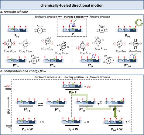 Chemically Fueled Unidirectional Motion A Model Used To Illustrate Download Scientific