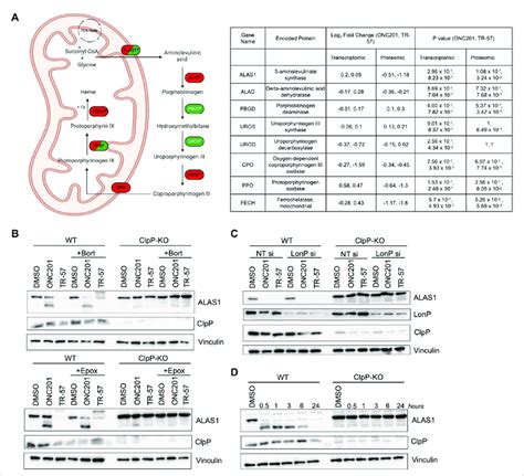 Clpp Activation Induces Loss Of Major Components Of The Heme Download Scientific Diagram