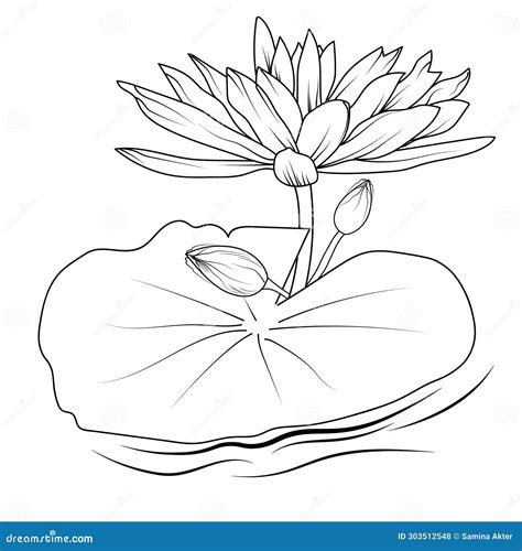 Nymphaea Water Lily Bouquet Drawings Outline Water Lily Drawing