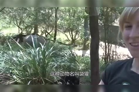 世界上最凶狠的动物，能直接咬穿平头哥，当地人称其为“恶魔”