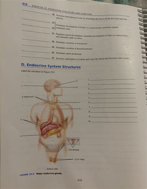 Solved C Hormone Function Exercise 25 Endocrine Structure
