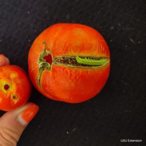 Corn Earwormtomato Fruitworm Usu