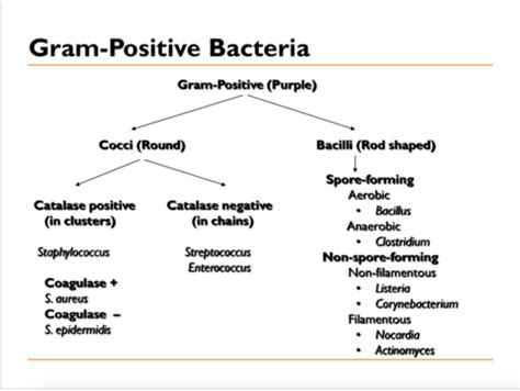 Gram Positive Organisms Chart