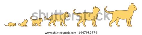 Stages Cat Growth Set Kitten Adult Stock Vector Royalty Free