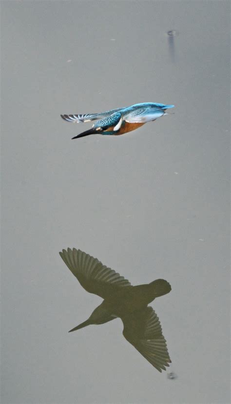 カワセミ 関西色とりどり