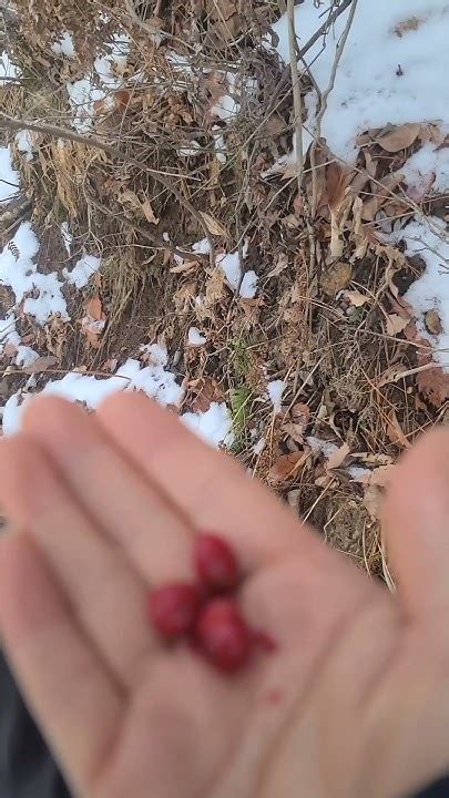 망개나무열매vs체리열매 Youtube