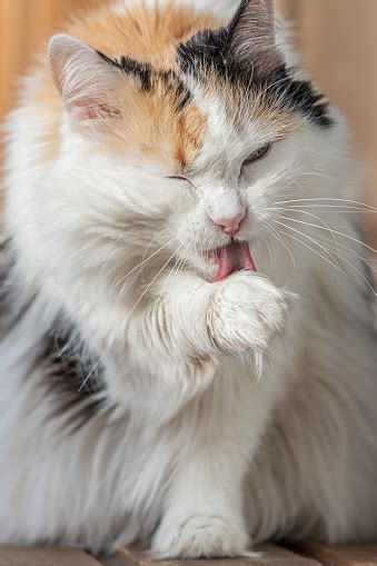 녹색 눈과 분홍색 코를 가진 아름다운 성인 무성한 긴 머리 의 삼색 고양이의 초상화는 흐린 회색 배경에 빨간 거친 혀로 발을 핥습니다 0명에 대한 스톡 사진 및 기타 이미지