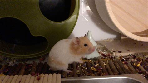 혼자 하는 크리스마스 파티 Youtube