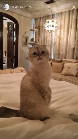 Olivia Benson Cat Breed